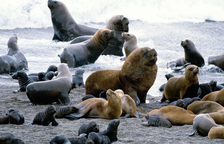 Baikal Seal l Utterly Unique Small Pinniped - Our Breathing Planet