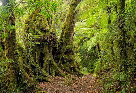 Antarctic Beech l Ancient Flora - Our Breathing Planet