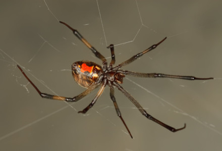 Brown Widow Spider l Lesser-Known Cousin - Our Breathing Planet