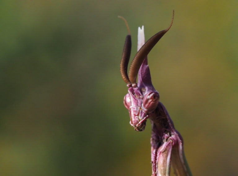 Conehad Mantis l Highly Distinctive Appearance - Our Breathing Planet
