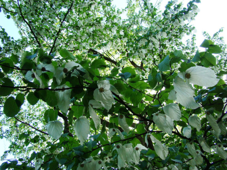 Dove Tree l Stuuning Delicate Beauty - Our Breathing Planet