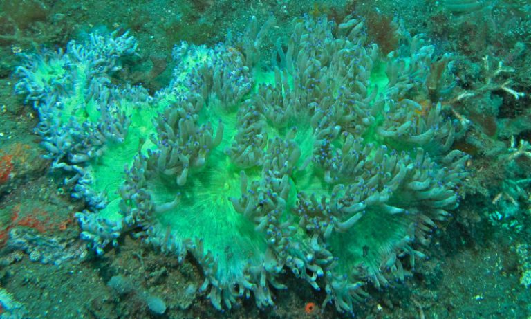 Elegance Coral l Stunning Colors - Our Breathing Planet