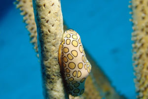 Flamingo Tongue Snail l Stunning - Our Breathing Planet