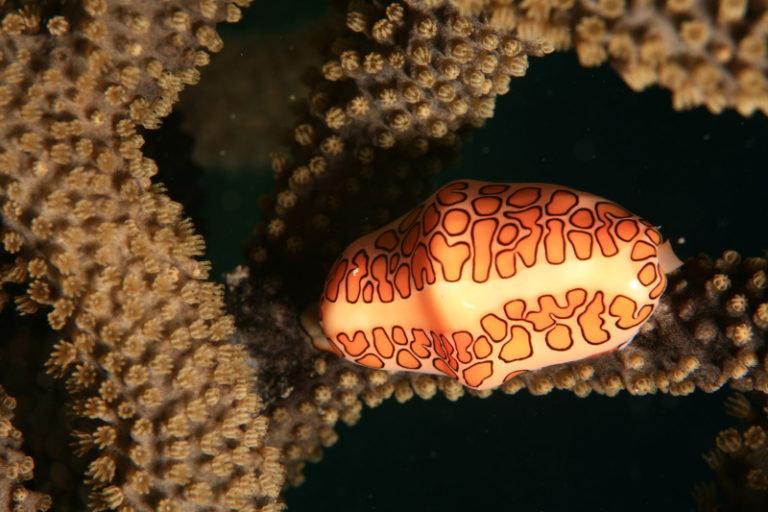 Flamingo Tongue Snail l Stunning - Our Breathing Planet