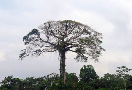 Kapok Tree l Lesser- Known Giant - Our Breathing Planet