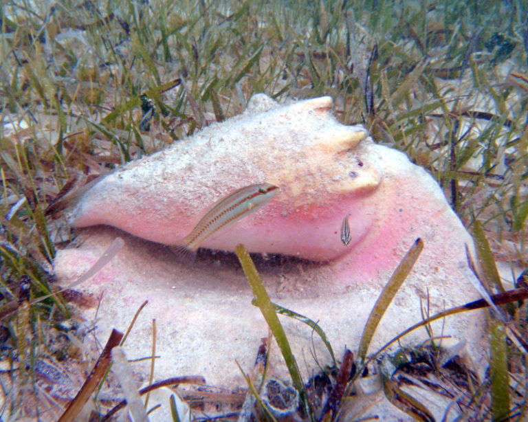 Queen Conch l Beautiful Mollusk - Our Breathing Planet
