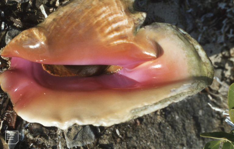 Queen Conch l Beautiful Mollusk - Our Breathing Planet