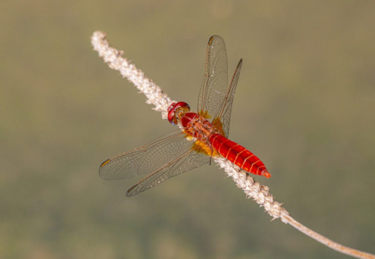 Red Veined Darter | Fascinating Habit - Our Breathing Planet