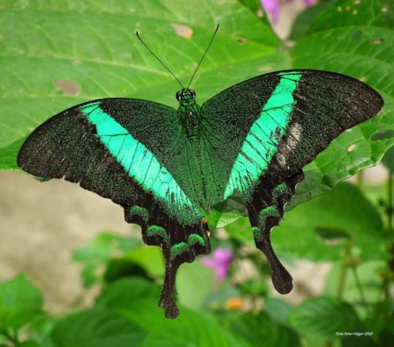 Emerald Swallowtail l Dazzling Lepidoptera - Our Breathing Planet