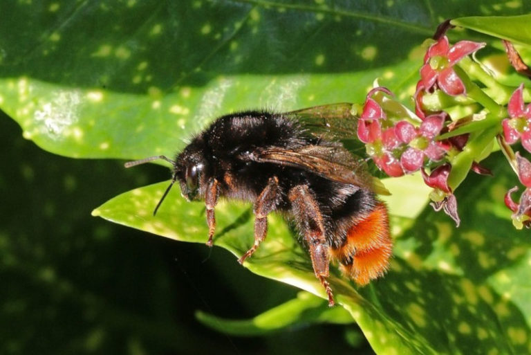 Red-Tailed Bumblebee l Widespread Bee - Our Breathing Planet