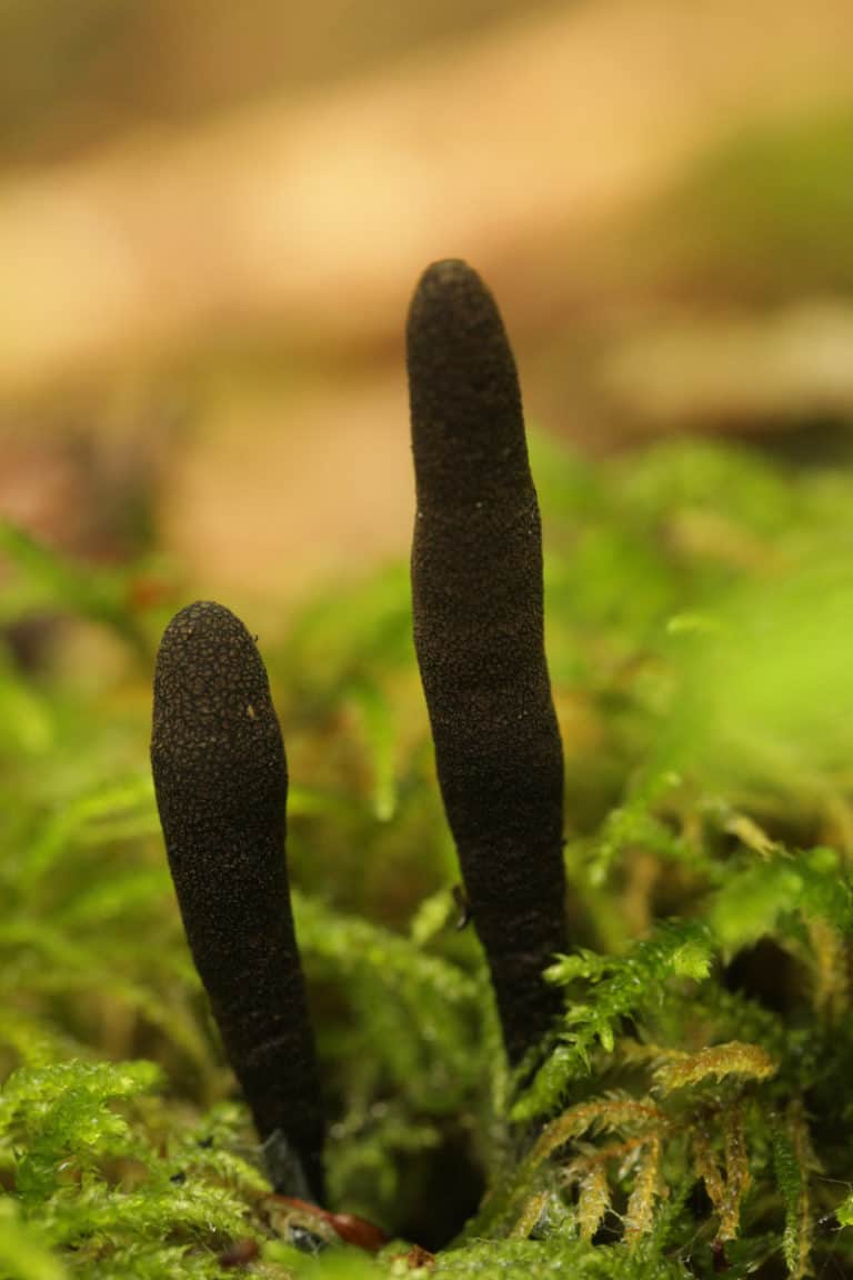 Dead Man's Fingers l Bizarre Mushroom - Our Breathing Planet
