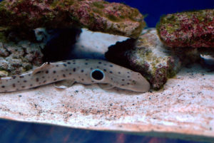 Epaulette Shark l Walking Fish - Our Breathing Planet