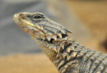 Giant Girdled Lizard l Impressive Reptile - Our Breathing Planet