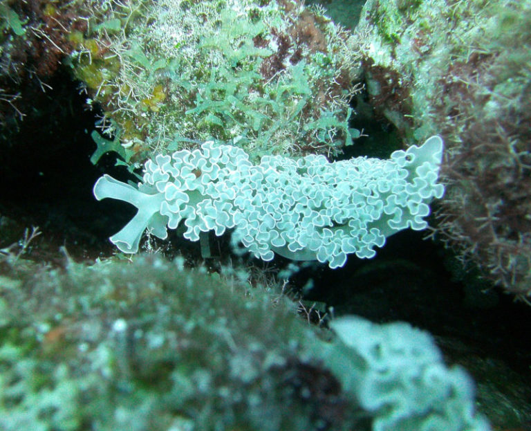 Lettuce Sea Slug l Bemusing Seeming Creature - Our Breathing Planet