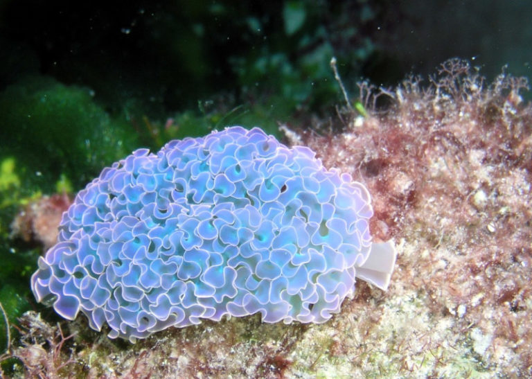 Leaf Slug l Tiny Bioluminescent Animal l Our Breathing Planet