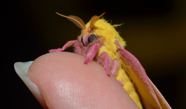 Rosy Maple Moth l Amazing Colors - Our Breathing Planet