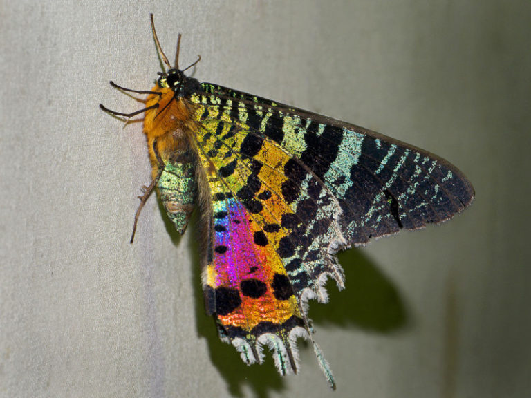Sunset Moth | Mesmerizing Lepidoptera - Our Breathing Planet