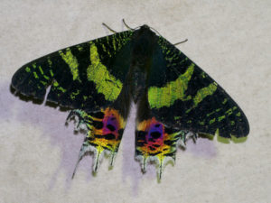 Sunset Moth | Mesmerizing Lepidoptera - Our Breathing Planet