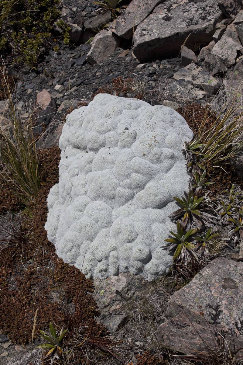 Vegetable Sheep l Unique Angiosperm - Our Breathing Planet