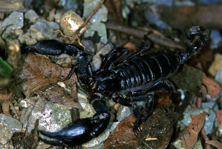 Deathstalker Scorpion l Dangerous - Our Breathing Planet