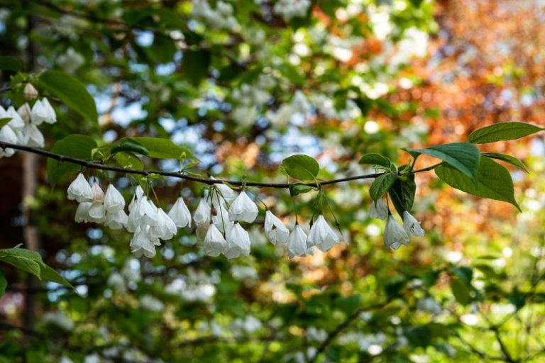 Carolina Silverbell l Stunning Tree - Our Breathing Planet