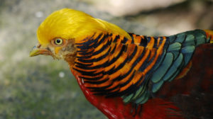 Golden Pheasant l Adorable Game Bird - Our Breathing Planet
