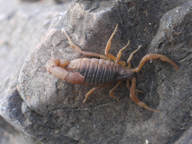 Indian Red Scorpion l Deadly Beauty - Our Breathing Planet