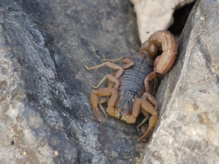 Indian Red Scorpion l Deadly Beauty - Our Breathing Planet