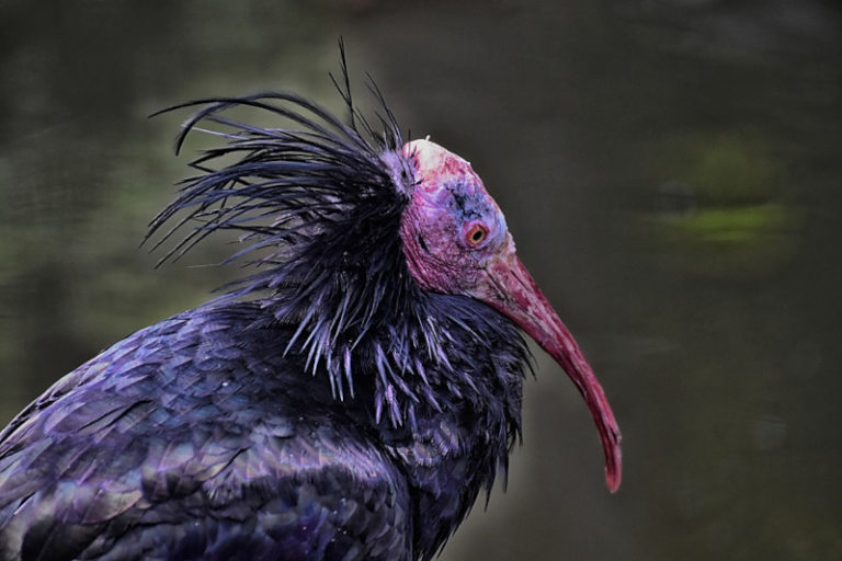 Northern Bald Ibis l Threatened Bird - Our Breathing Planet