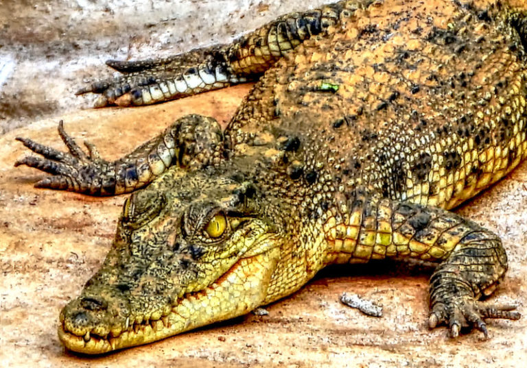 Philippine Crocodile l Critically Endangered Reptile - Our Breathing Planet
