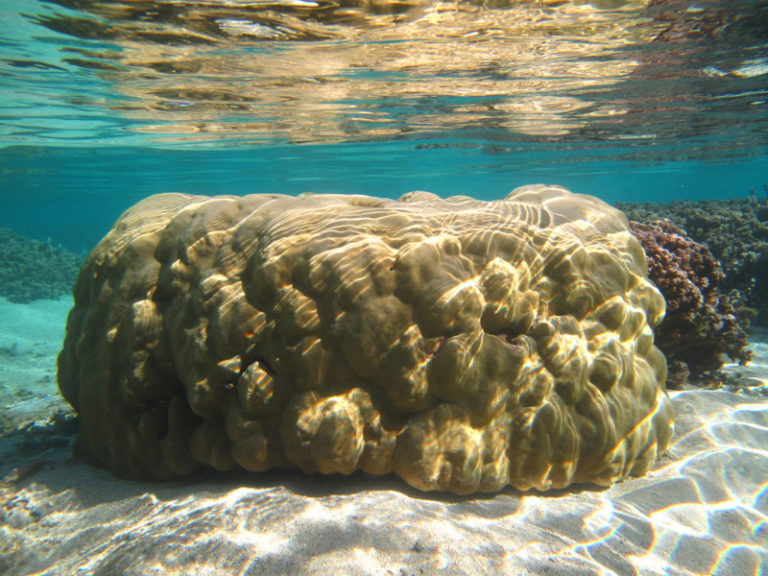 Porites lutea l Uniquely Structured Coral - Our Breathing Planet