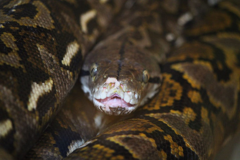 Reticulated Python l Powerful - Our Breathing Planet