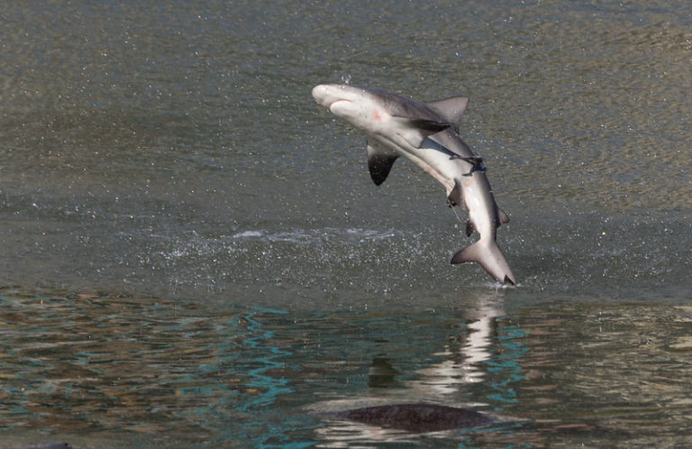 Spinner Shark l Startling Feeding - Our Breathing Planet