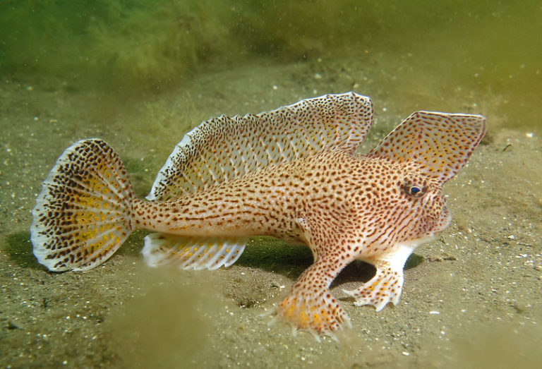 Spotted Handfish l Astounding Fish - Our Breathing Planet