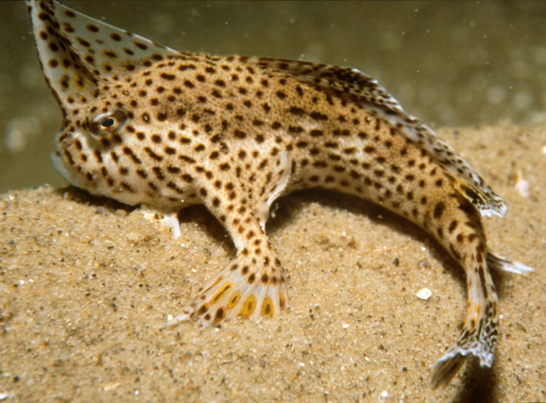 Spotted Handfish l Astounding Fish - Our Breathing Planet