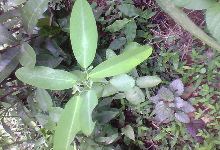Telegraph Plant l Astounding Leaves - Our Breathing Planet
