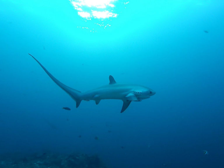 Blue Shark l Fascinating Docile Shark - Our Breathing Planet