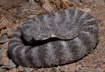 Tiger Rattlesnake l Extremely Deadly - Our Breathing Planet