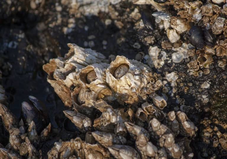 Barnacle l Amazing Arthropod - Our Breathing Planet