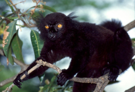 Black Lemur l Amazing and Adaptable - Our Breathing Planet