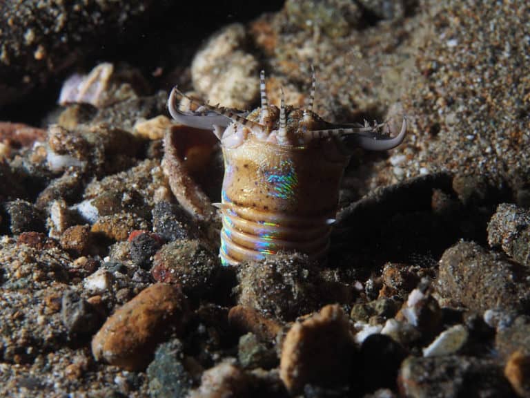 Sea Pig l Startling Sea Creature - Our Breathing Planet