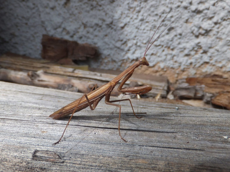 Brown Mantis l Highly Aggressive - Our Breathing Planet