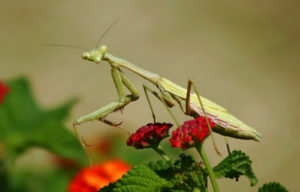9 Truly Magnificent Mantises l Our Breathing Planet