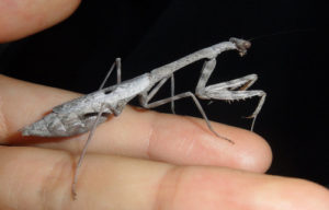 9 Truly Magnificent Mantises l Our Breathing Planet
