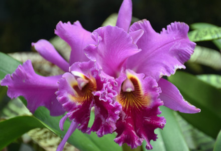 Cattleya Orchid l Breathtaking Colors - Our Breathing Planet