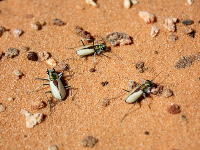 Coral Pink Sand Dune Beetle l Extremely Restricted