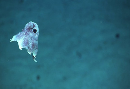 Dumbo Octopus | Rare and Adorable - Our Breathing Planet