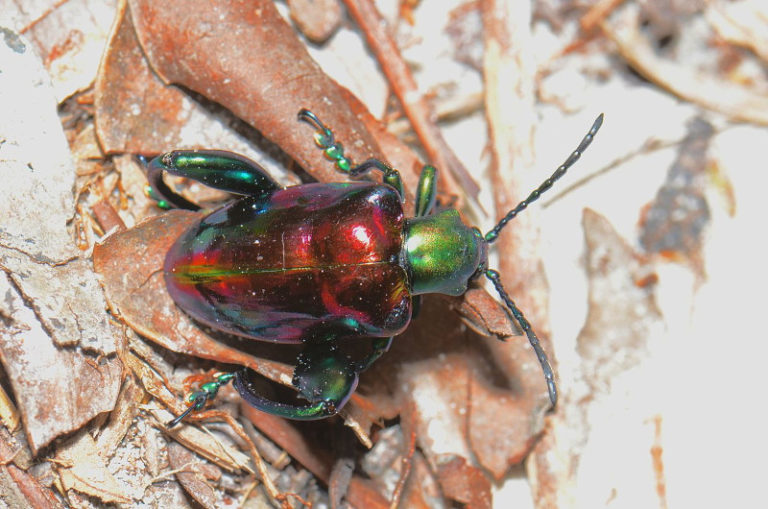 Frog Legged Beetle l Mesmerizing - Our Breathing Planet