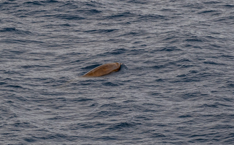 Goose-Beaked Whale l Fascinating - Our Breathing Planet