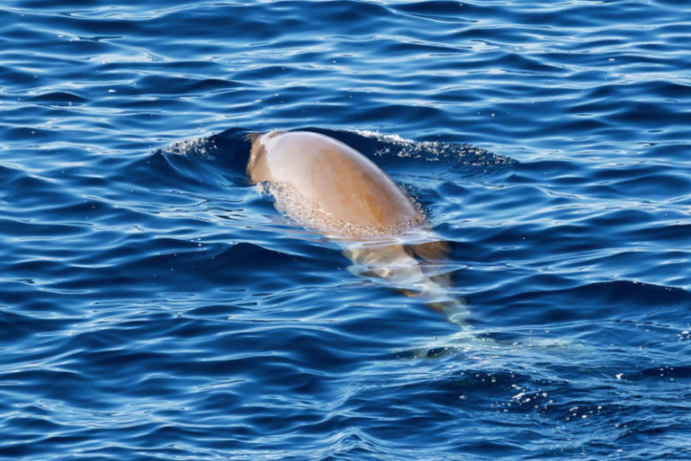 Beluga Whale | Remarkable and Unusual - Our Breathing Planet